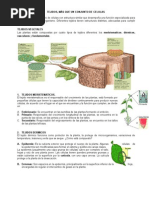 Guia Grado 7 Biologia Tejidos Vegetales | PDF | Plantas | Hoja