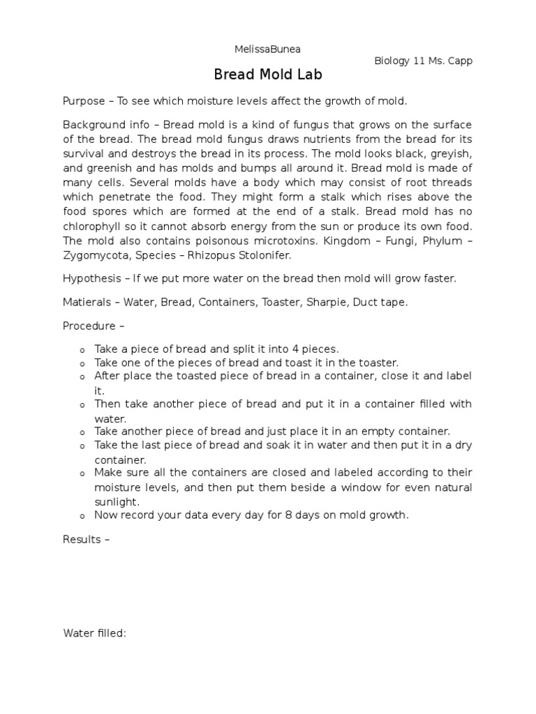 Bread Mold Lab | Mold | Fungus