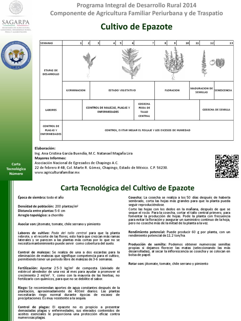 Cultivo Del Epazote | PDF | Riego | Tomate
