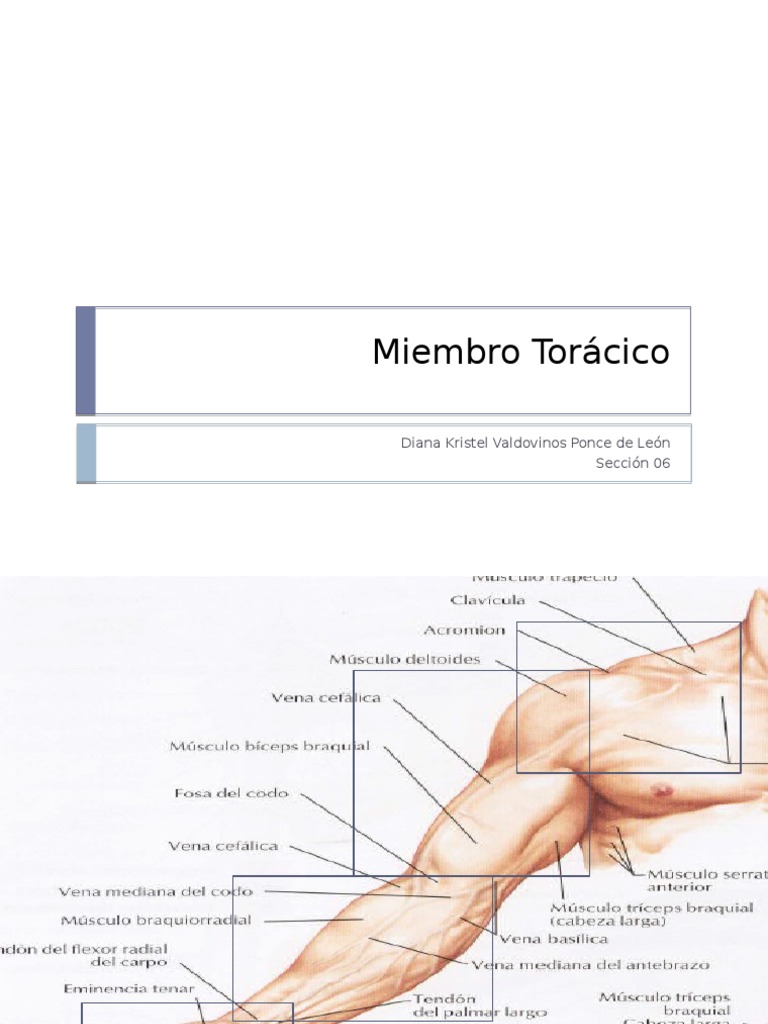 Miembro Torácico | PDF | Tórax | Anatomía humana