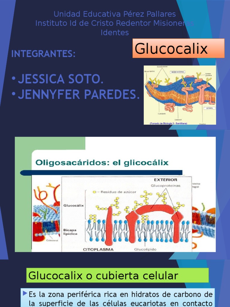 Gluco Calix | PDF | Biología Celular) | Carbohidratos