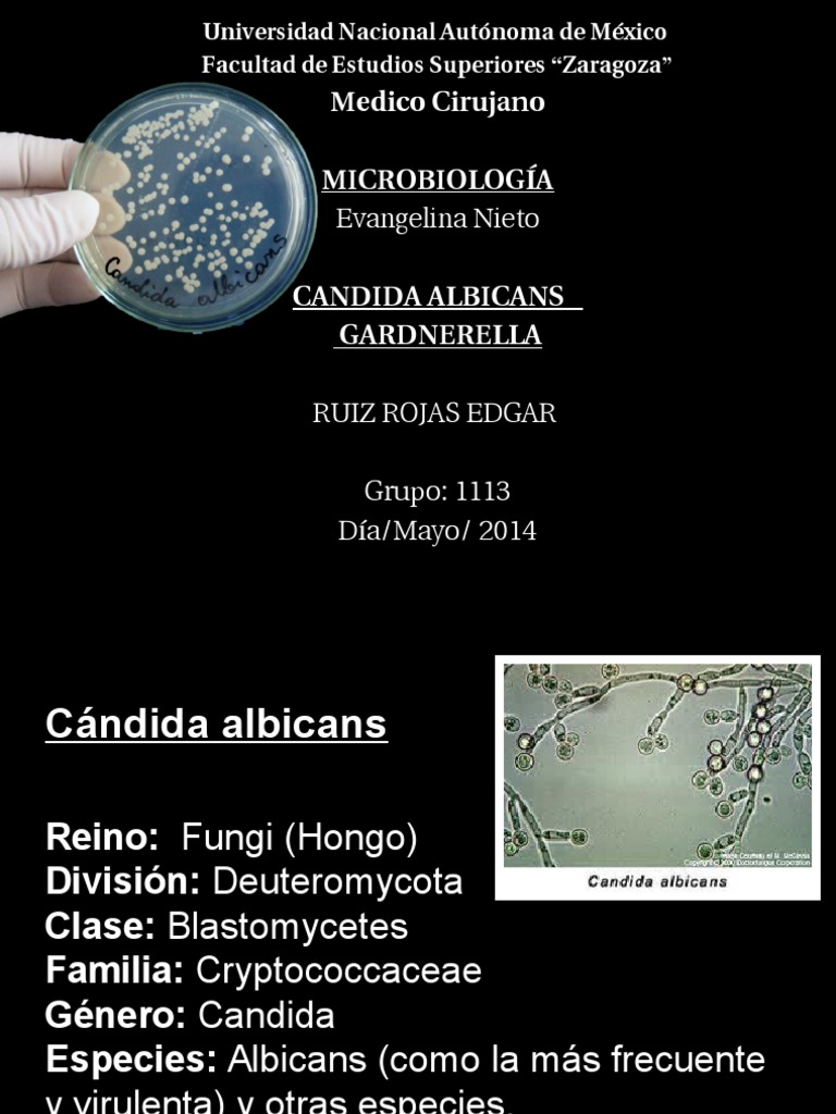 Candida Albicans | Hongo | Enfermedades y trastornos