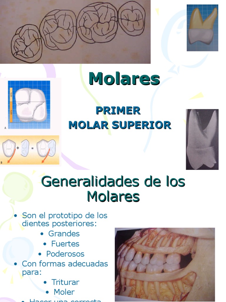 1er Molar Superior.ppt | Diente | Ramas de Odontología | Prueba ...