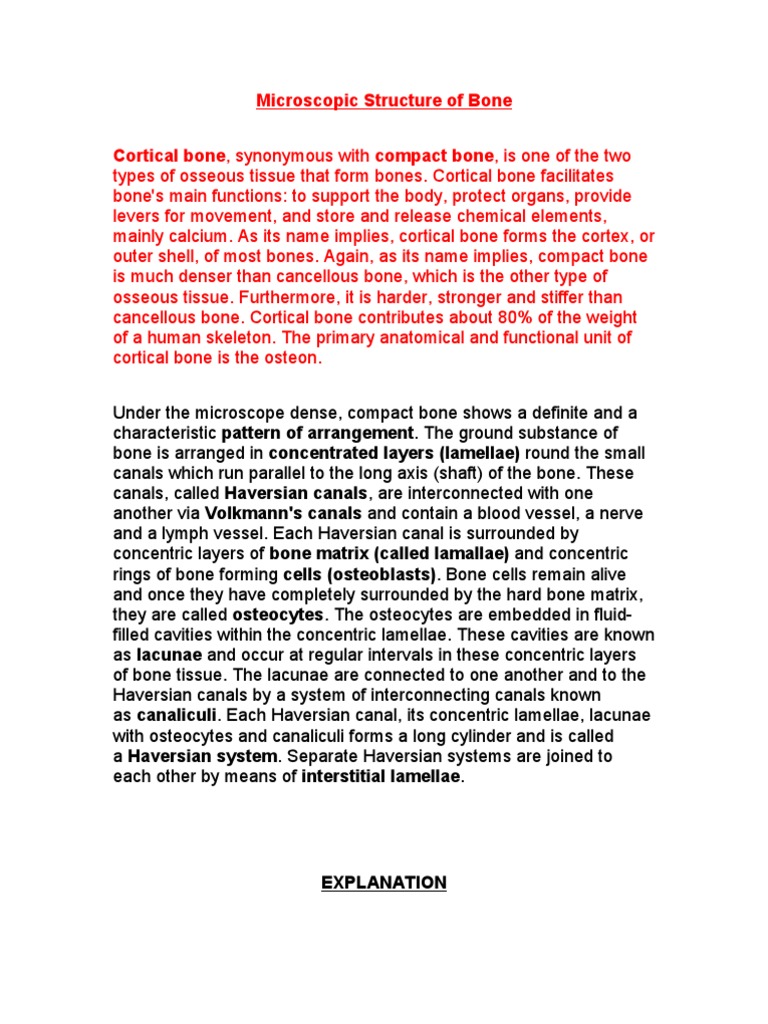 Microscopic Structure of Bone Cortical Bone, Synonymous With Compact ...