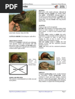 UK Gull Identification Guide | PDF | Gull | Birds