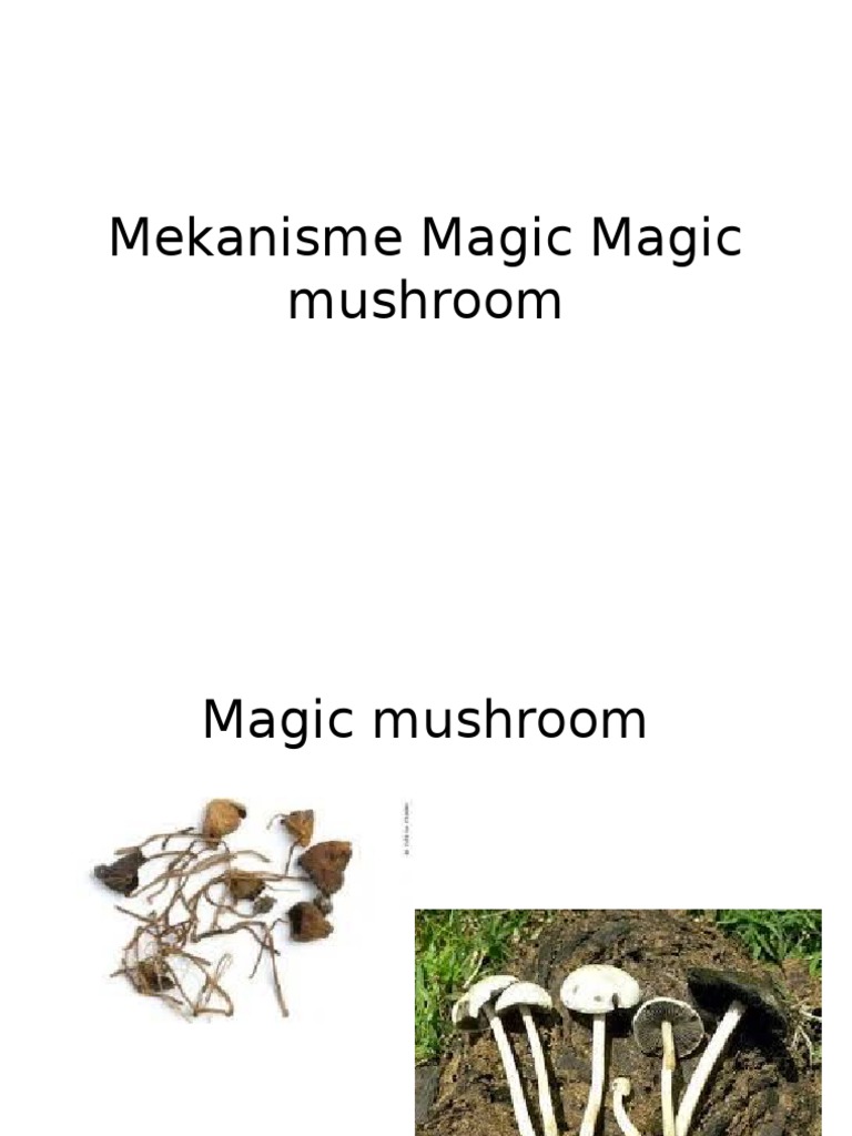 Mekanisme Kerja Psilocybin pada Magic Mushroom | PDF | Sains & Matematika