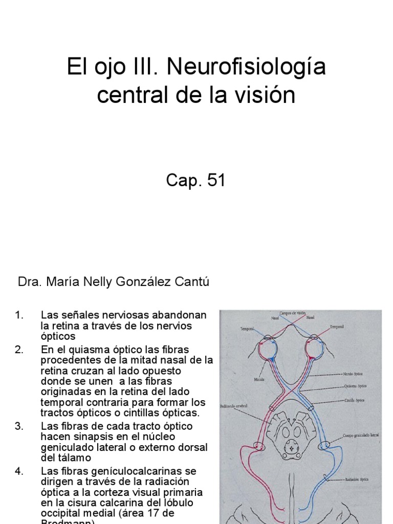 Neurofisiologia Del Ojo | PDF | Percepción visual | Corteza visual