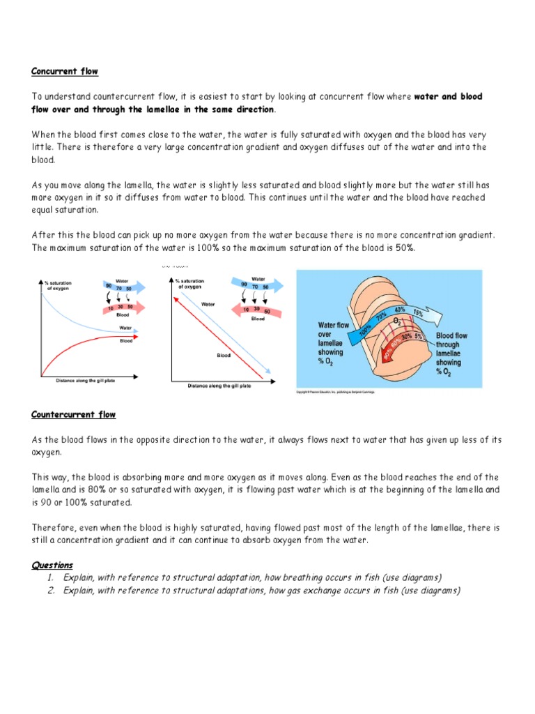 Countercurrent Flow Summary | PDF