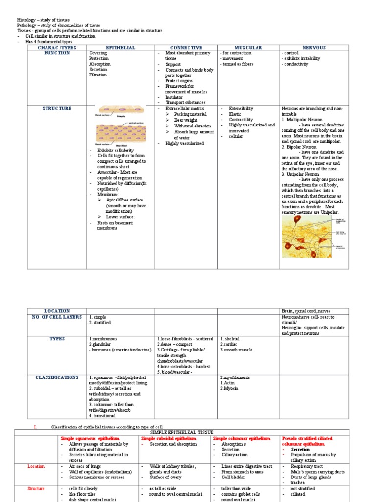 Histology | Epithelium | Tissue (Biology) | Free 30-day Trial | Scribd