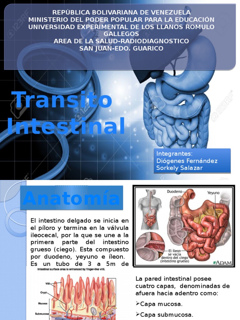 Transito Intestinal | Intestino delgado | Anatomía | Prueba gratuita de ...