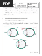 ANATOMIE DU CORPS GENICULE LATERAL 2022 | PDF | Système visuel | Vision