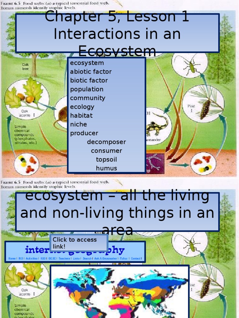 WG Powerpoint Ecosystems 1 | PDF | Science & Mathematics