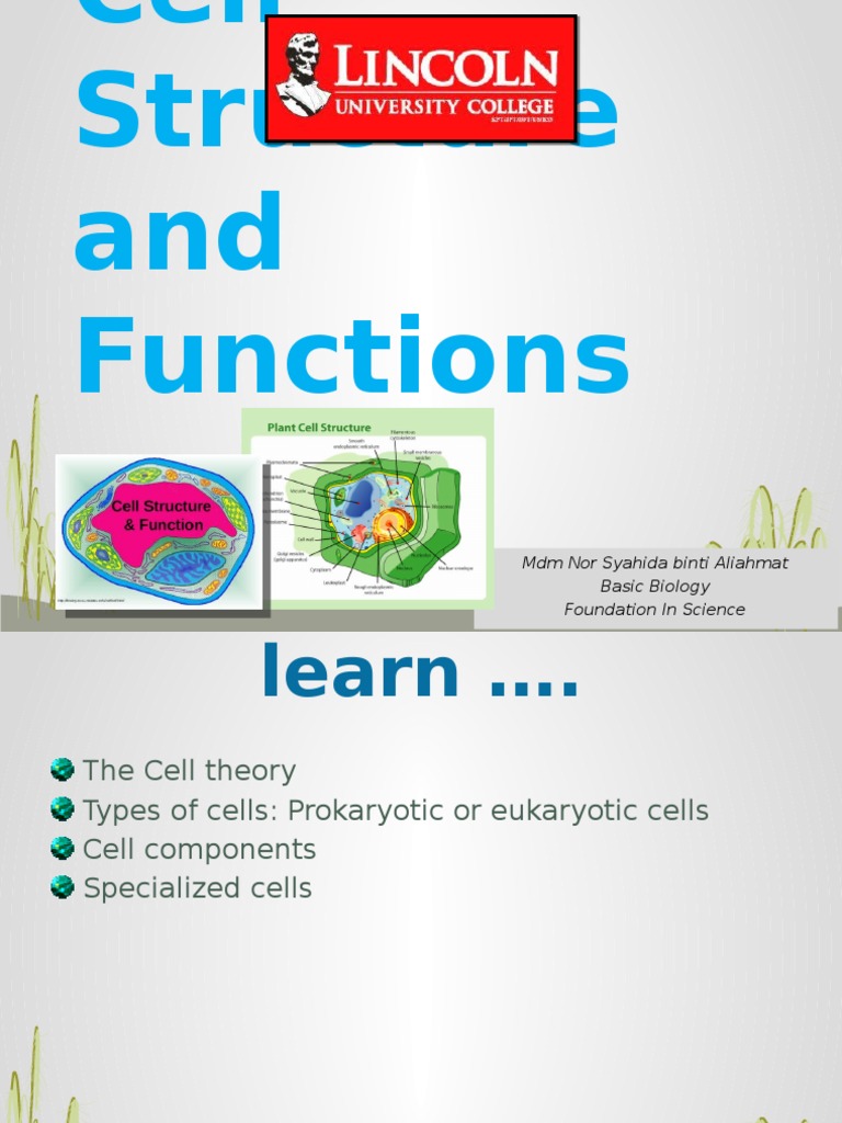 Cell Structure and Function Overview | PDF | Epithelium | Tissue (Biology)