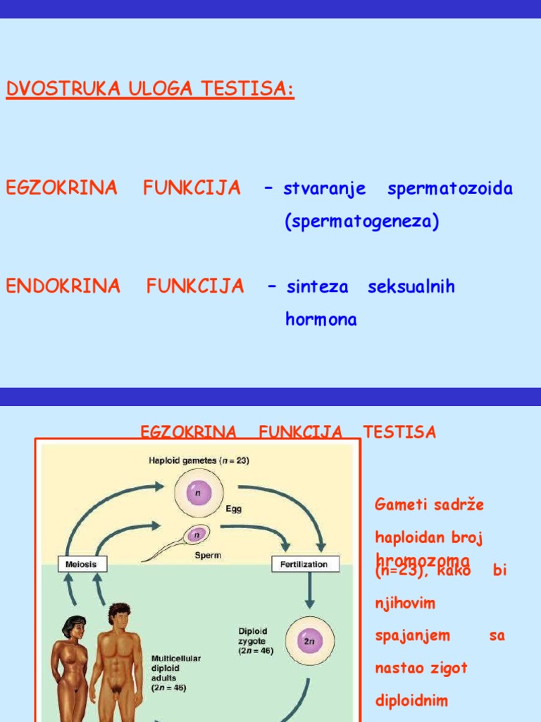 Uloga Testisa | PDF