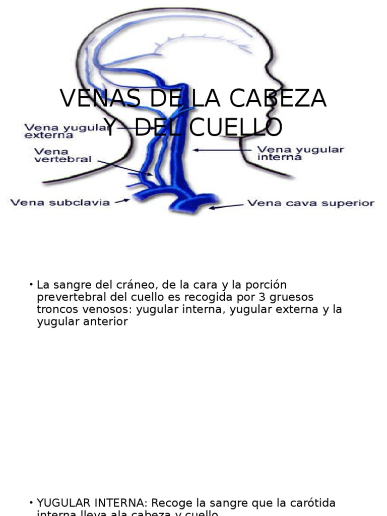 Anatomía de las Venas del Cabeza y Cuello | PDF | Anatomía de los ...