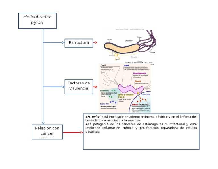 Helicobacter pylori: Estructura