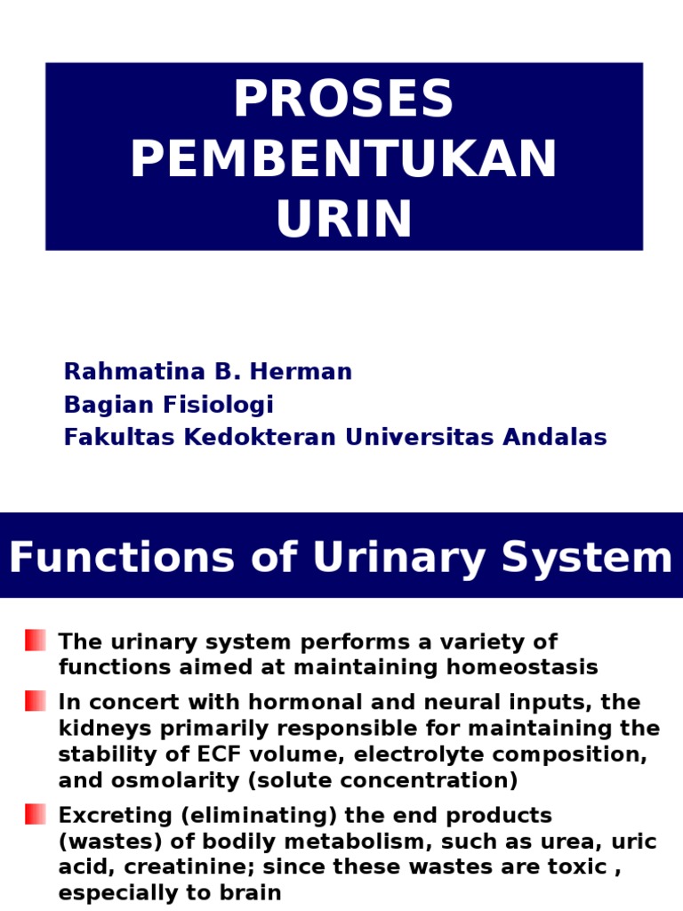 Kuliah 1 Proses Pembentukan Urine | PDF | Organ (Anatomy) | Anatomy
