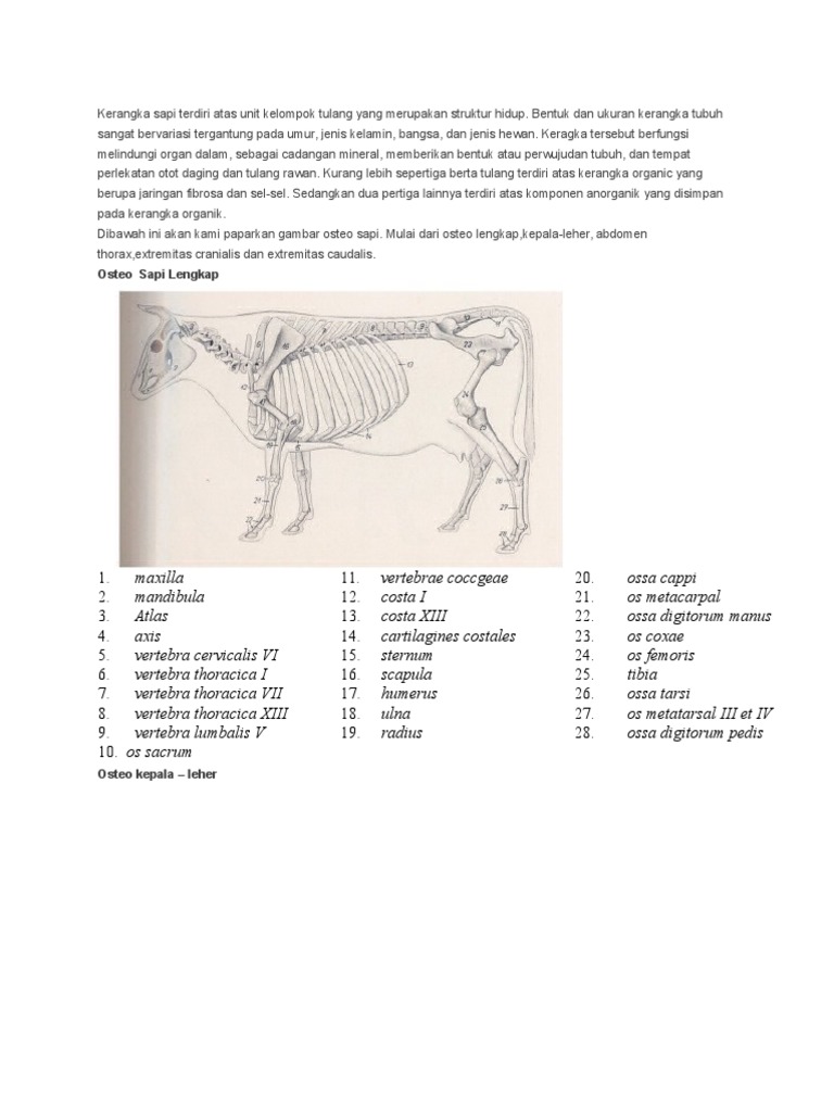 Rangka Sapi | PDF