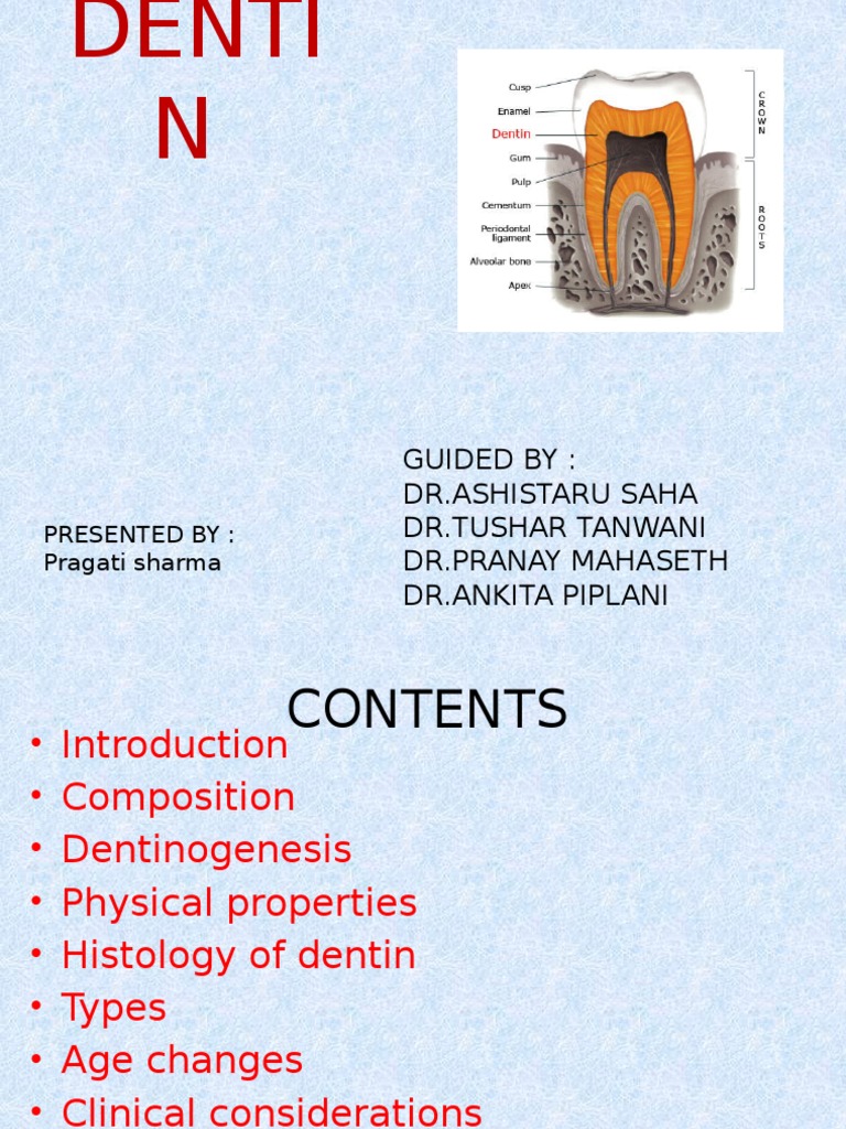 Dentin | PDF | Dentin | Tooth Enamel