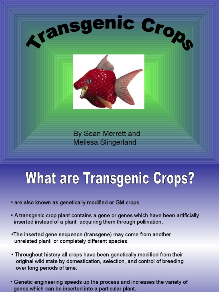Overview of Transgenic Crops | PDF | Genetically Modified Crops ...