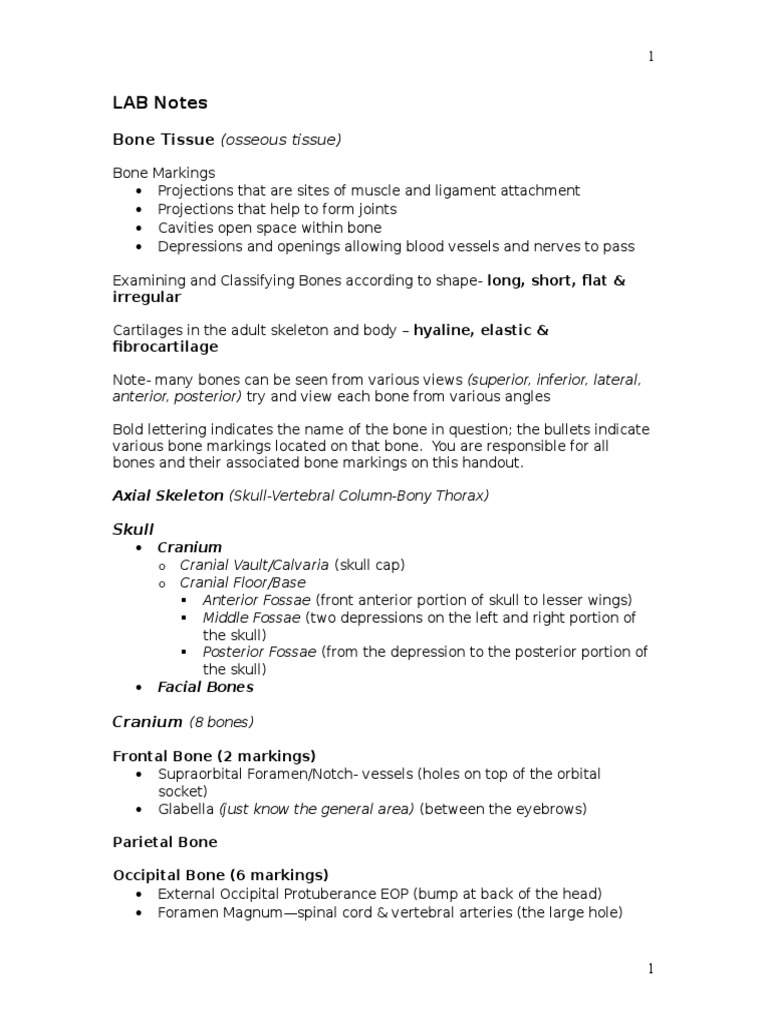 LAB Notes: Bone Tissue (Osseous Tissue) | PDF | Vertebra | Skull