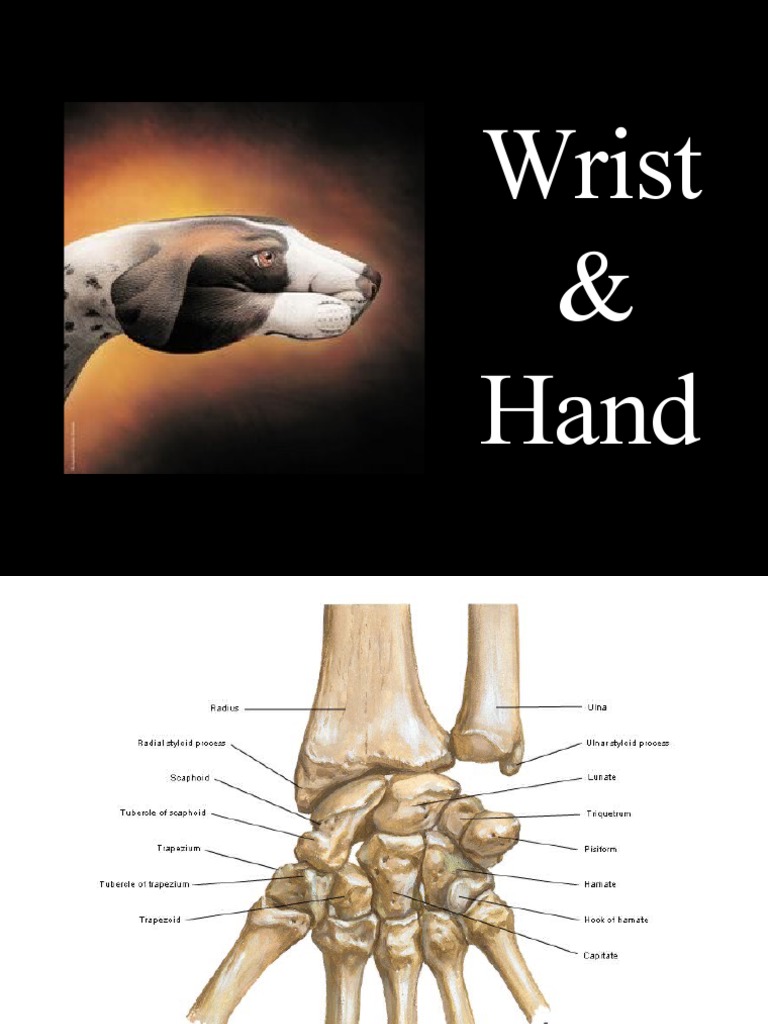 Wrist Anatomy and Injection Techniques | PDF