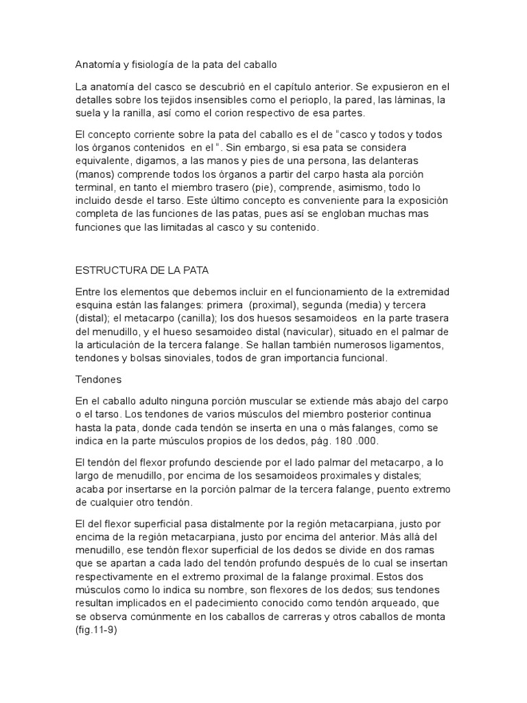 Anatomía y Fisiología de La Pata Del Caballo | PDF | Mano | Sistema ...