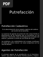 Fase Cromatica, Enfisematosa, Licuefactiva, Esqueletización y ...