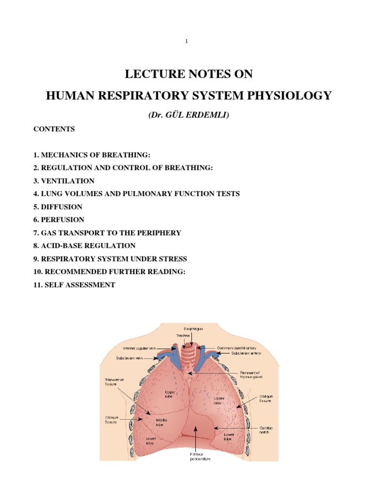 Lecture Notes On Human Respiratory System Physiology Respiratory