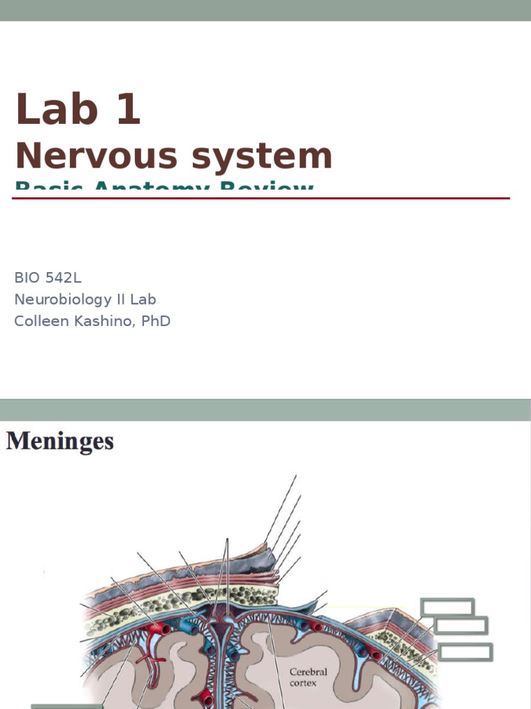 BIO 542 Lab PPT 01 - Neuroanatomy Review (Website) | PDF | Brainstem ...