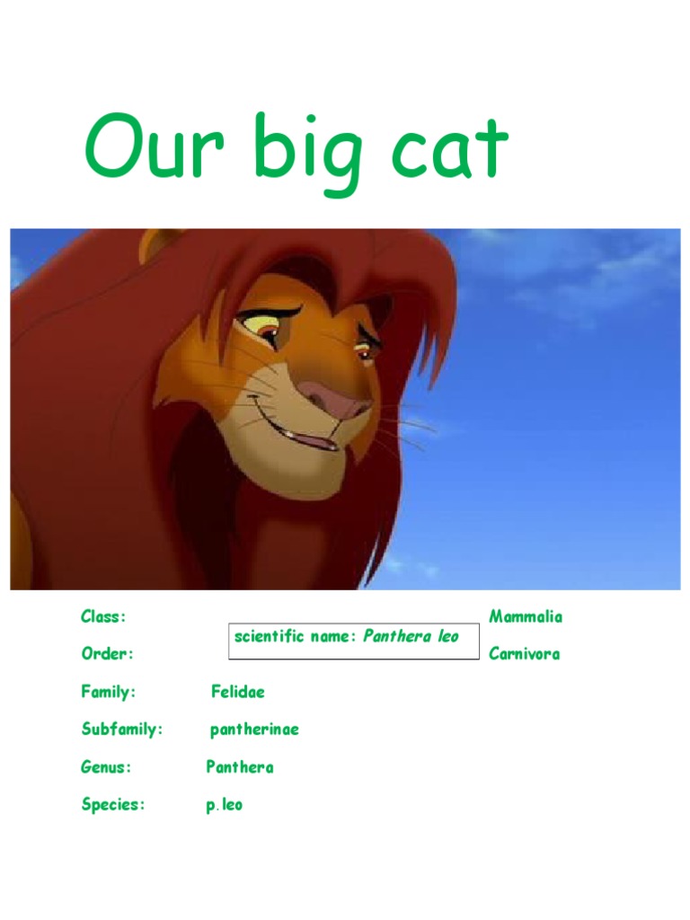 Our Big Cat | PDF | Panthera | Lion