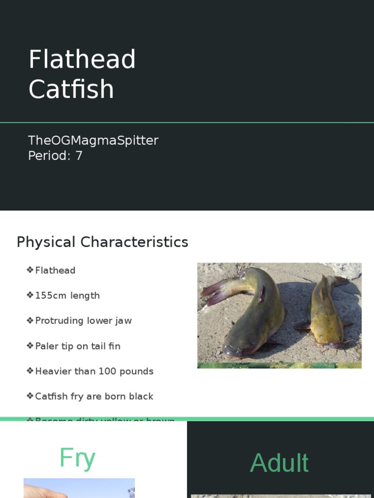Flathead Catfish: Characteristics & Impact | PDF