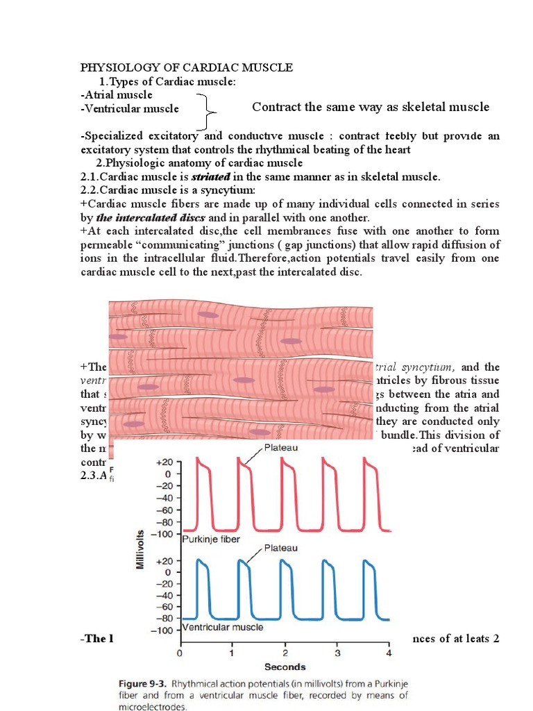 Cardiac Muscle Syncytium Physiology | PDF | Cardiac Muscle | Action ...