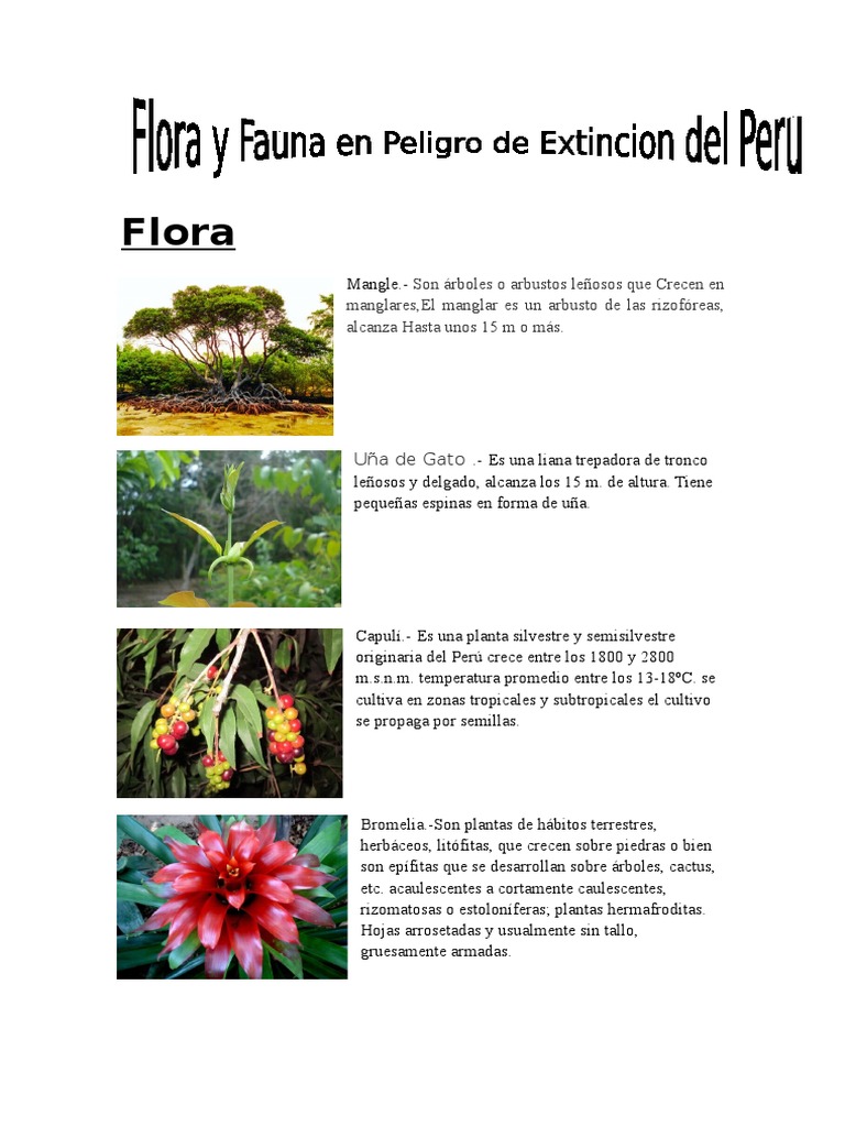 Flora y Fauna en El Peru | PDF | Arboles | Perú