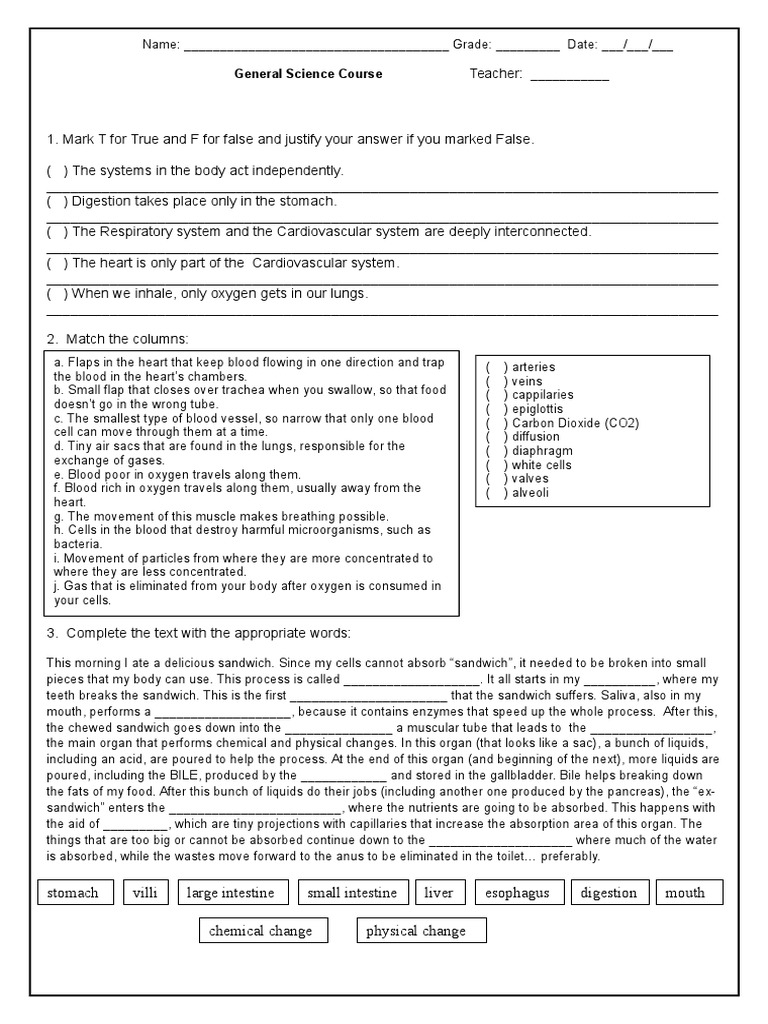 7th Grade Human Body Test | PDF | Circulatory System | Blood