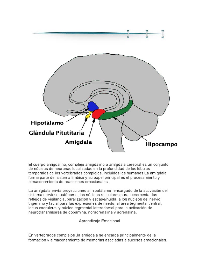 La Amígdala Cerebral | Amígdala | Cerebro