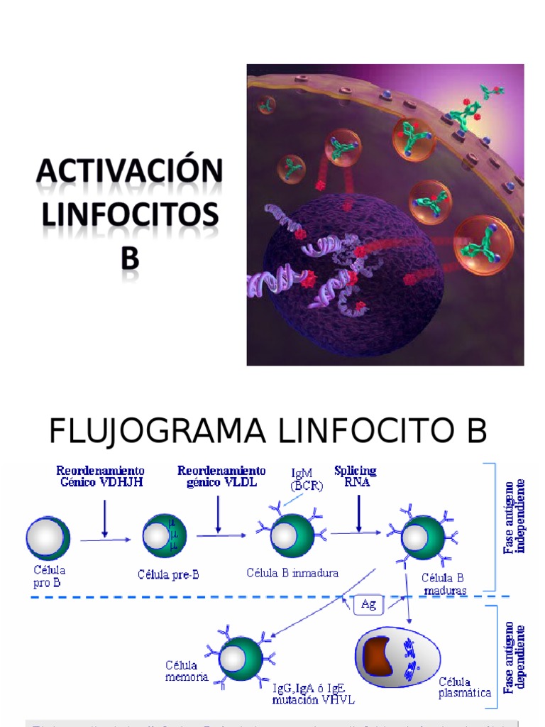 Activacion Linfocitos B | PDF | Linfocitos | Célula T