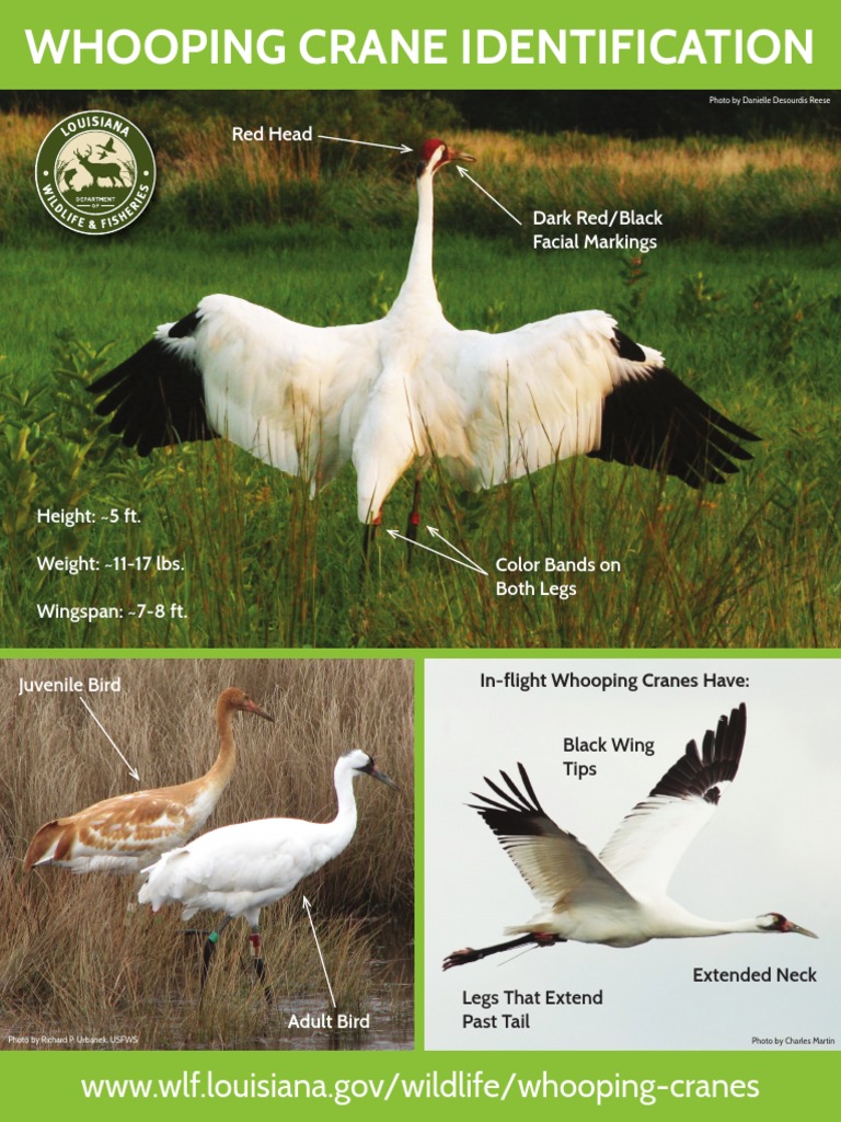 Whooping Crane Identification Guide | PDF | Hunting | Birds