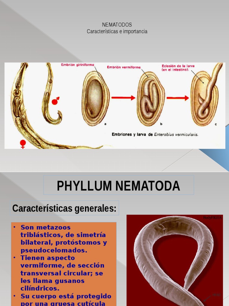 Nematodos | PDF | Nematodo | Zoología