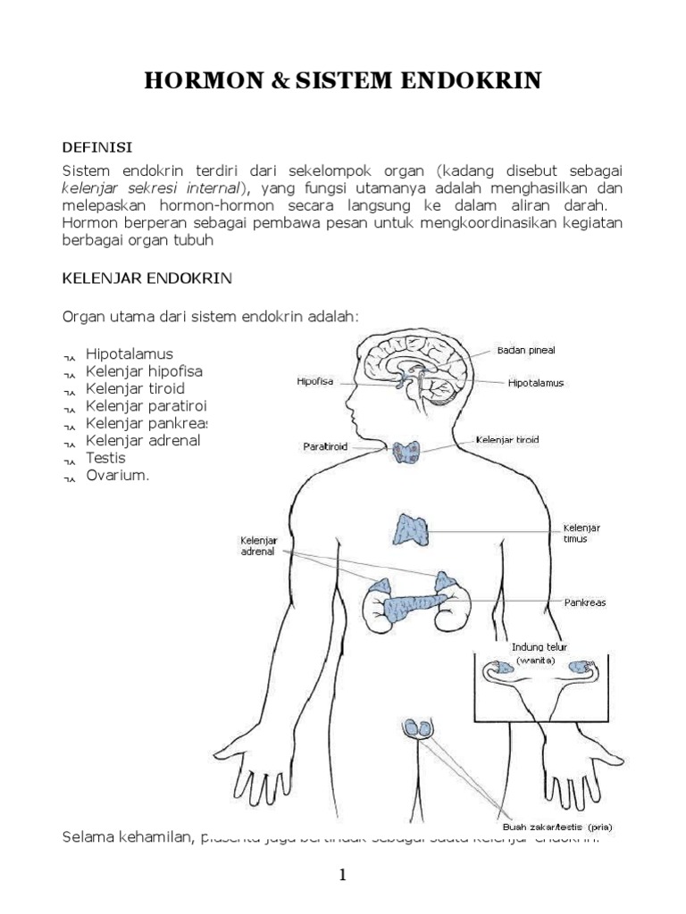 Sistem Endokrin | PDF