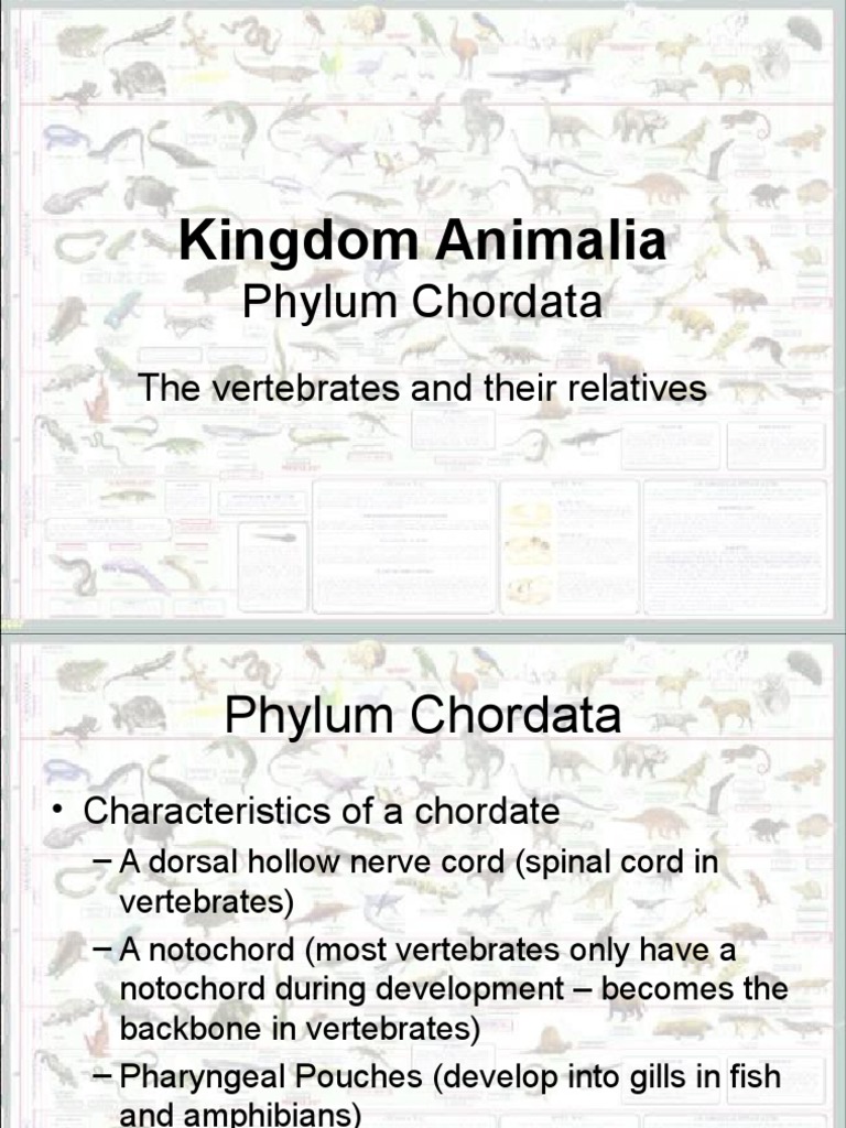 Kingdom Animalia Phylum Chordata