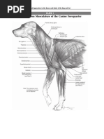 Canine Forelimb Anatomy Overview | PDF | Shoulder | Limbs (Anatomy)