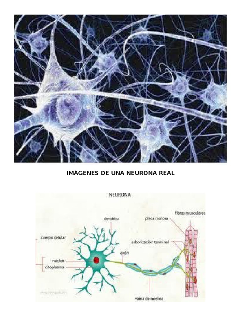Imágenes Detalladas de Neuronas Reales | PDF