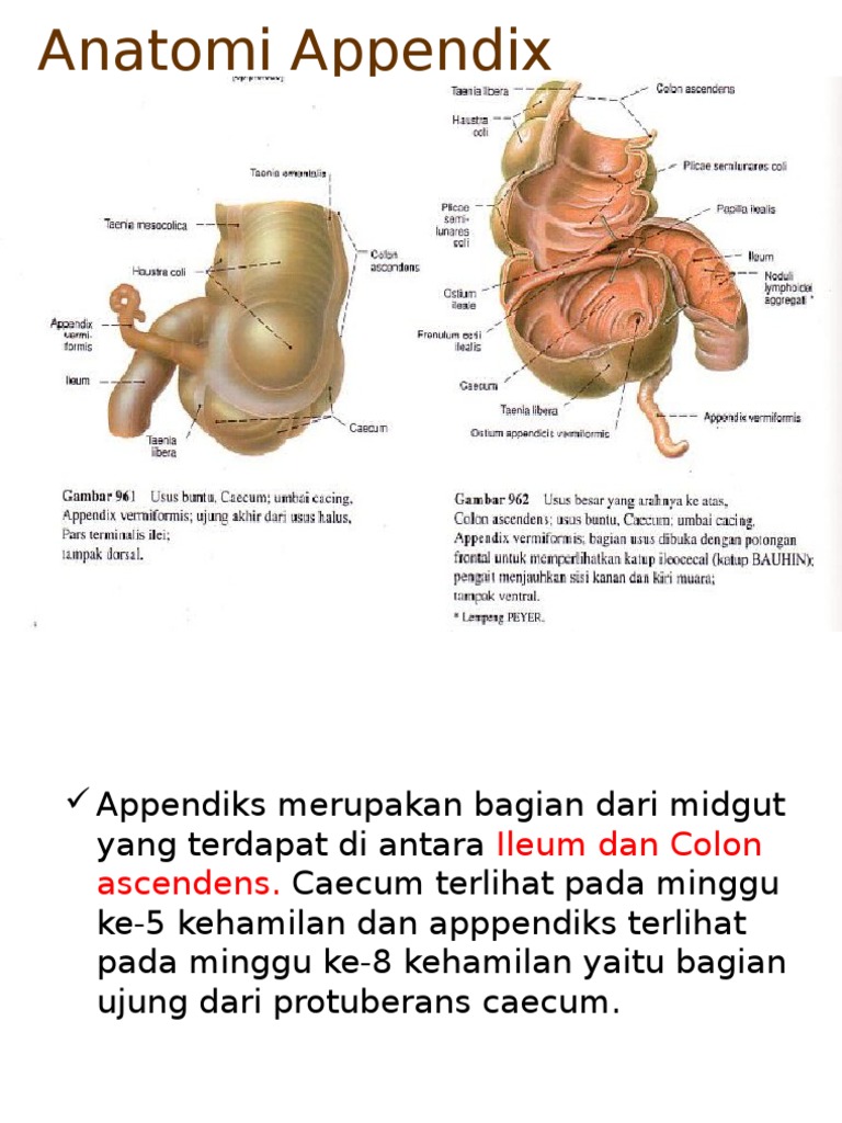 Anatomi Appendix
