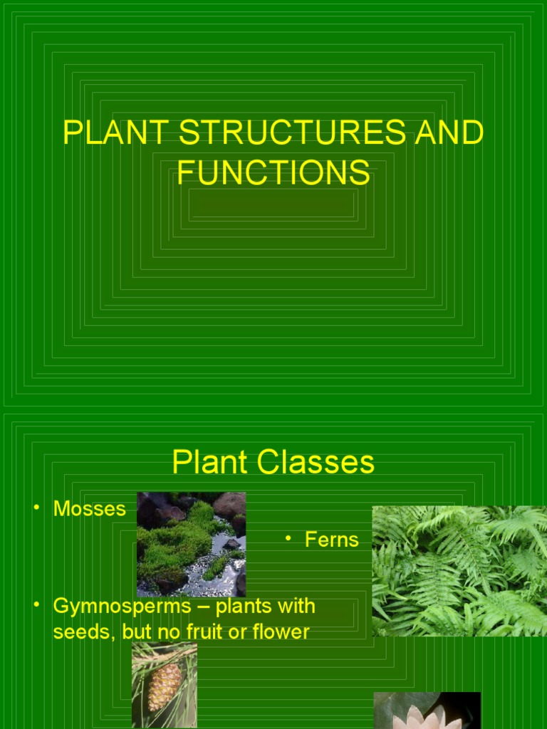 Plant Structures and Functions | PDF | Plant Stem | Flowers