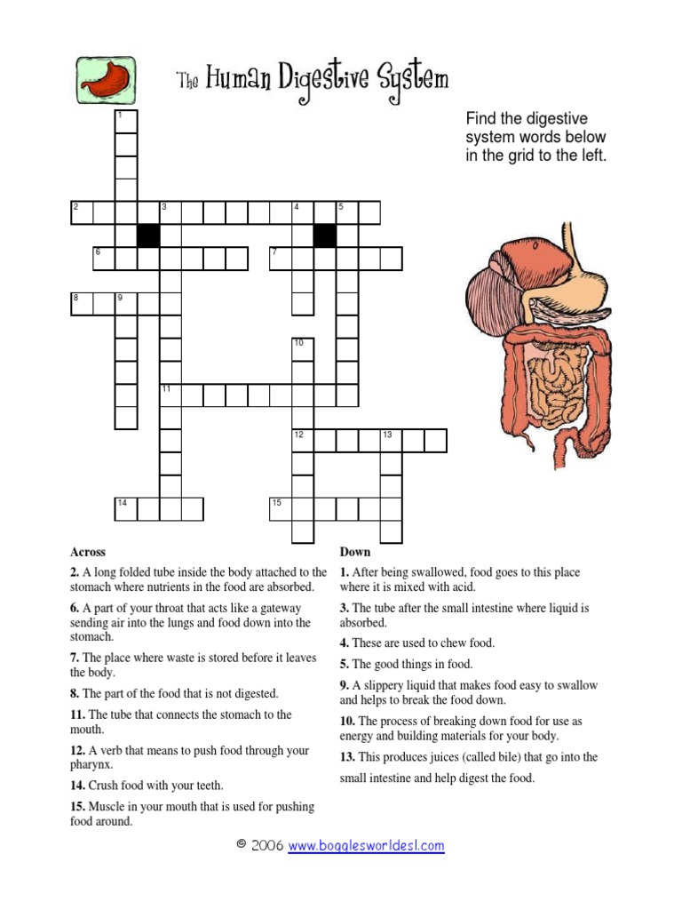 Digestive System Crossword The Digestive System Science Crossword