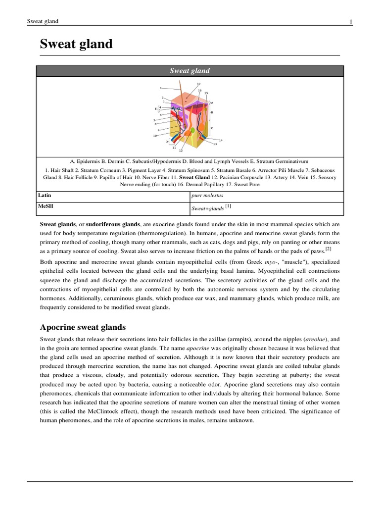 Sweat Gland | PDF | Perspiration | Organ (Anatomy)