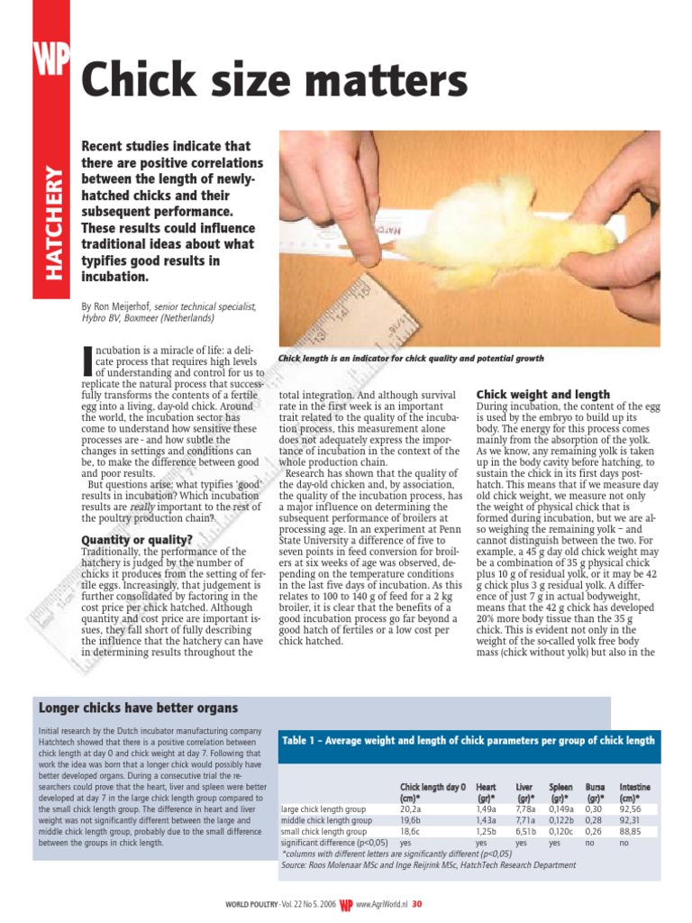 Chick Size Matters: Chick Weight and Length | PDF | Yolk | Chicken