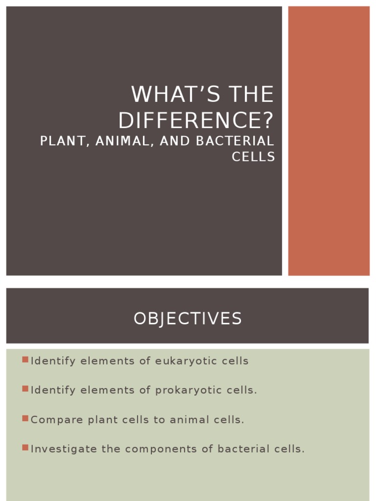 Eukaryotic Vs Prok A Ryo Tic Cells | PDF | Eukaryotes | Cell (Biology)