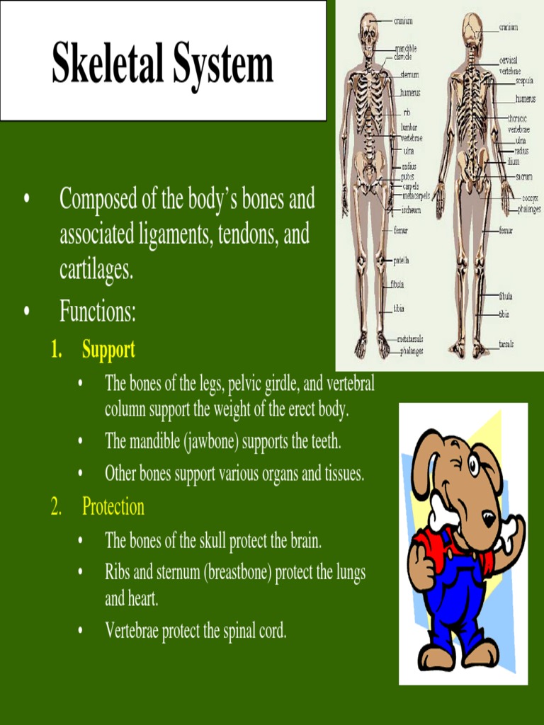 Bone Tissue Pdf Bone Osteoblast